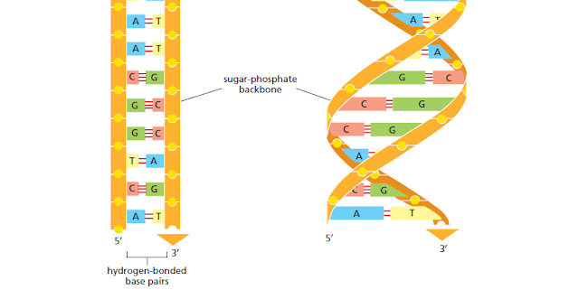 Genetics - : DNA : The Structure and FunctionFK UNISSULA