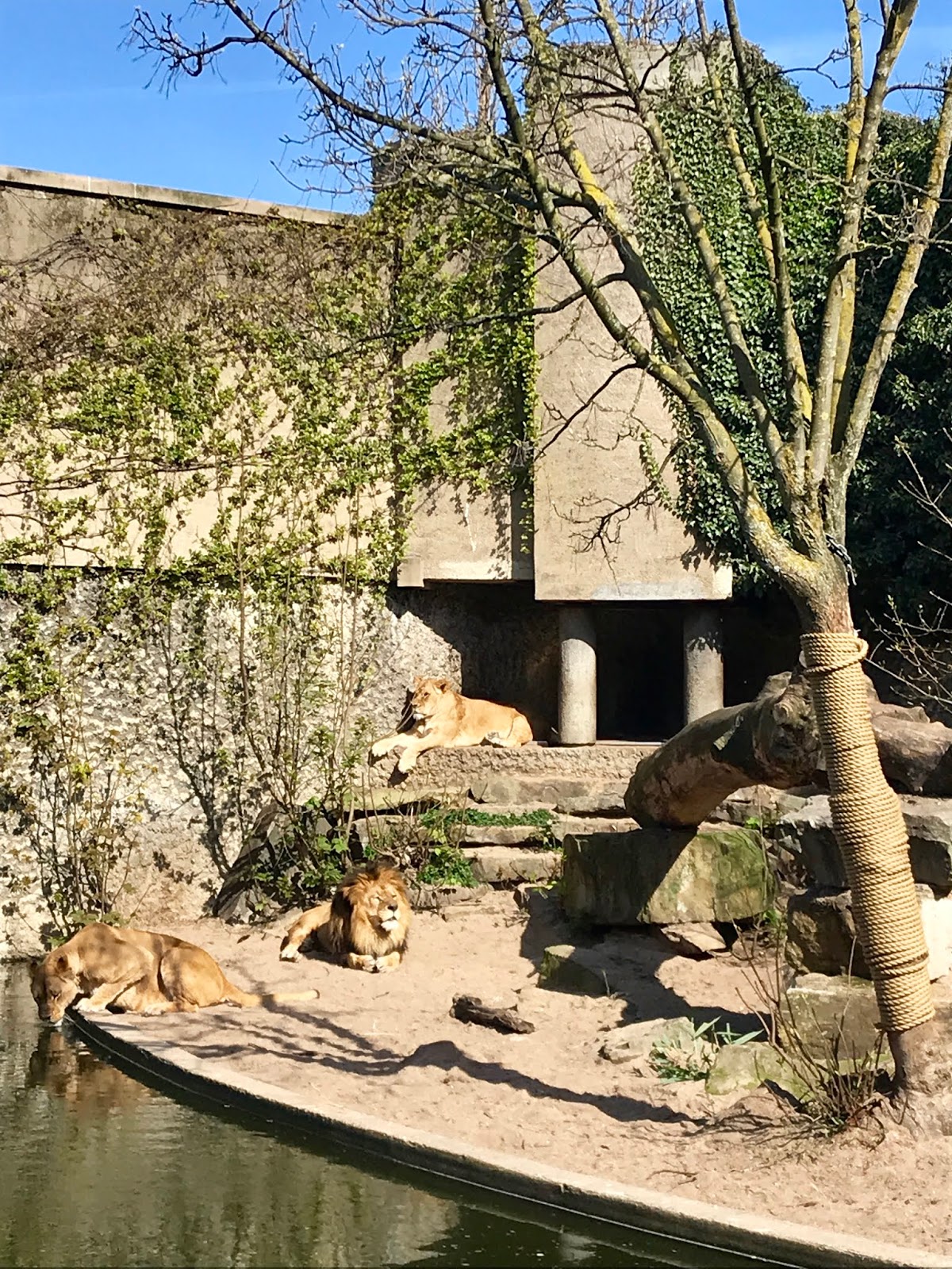 A Day Trip to Amsterdam Artis Royal Zoo - Amy's Balancing Act