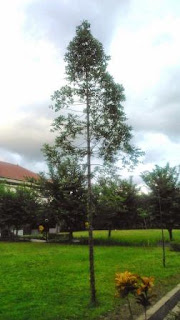 Agathis dammara | Pustaka Flora | Database Tanaman Landscape