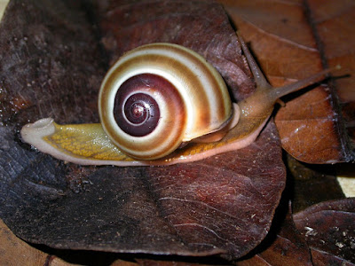 Real Monstrosities: Just a Little Chocolate Snail