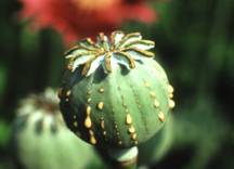 El asombroso Opio | Naturaleza asombrosa, maravillas naturales