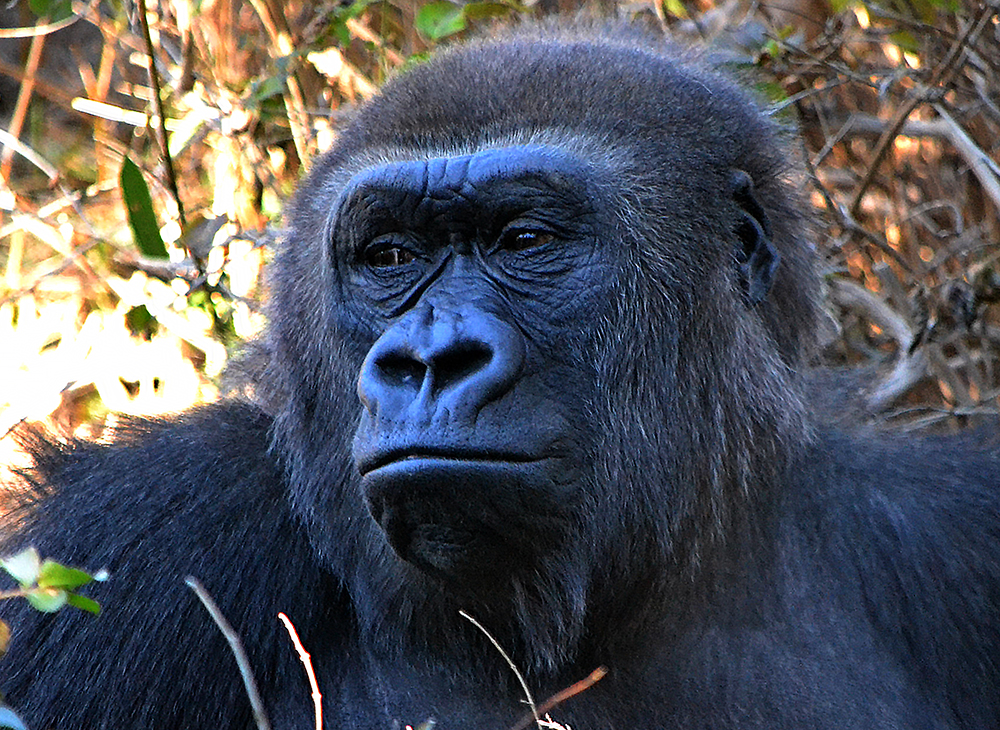Art by Gordon: Dallas Zoo: Wildlife Portraits