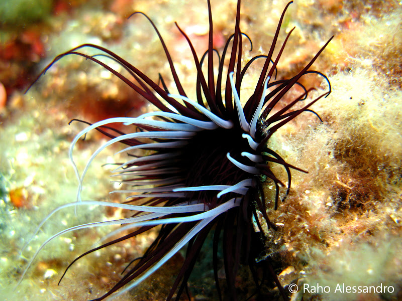 Necton e Plancton: Cnidari: Cerianto