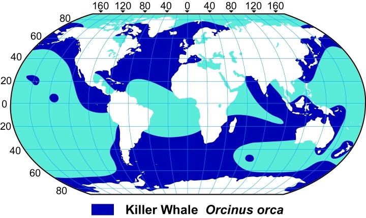 WHERE DO KILLER WHALES LIVE? |The Garden of Eaden