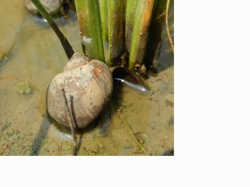 Bagai Mana Cara Pengendalian Hama Keong Mas,,,,,?