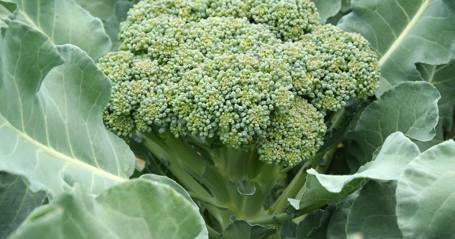Broccoli