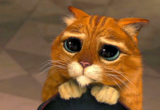 Gato con botas con ojos tiernos - Imagui