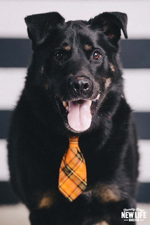 Shelter Dogs of Portland: "HEFTY" UPDATE! chunky German Shepherd mix ...