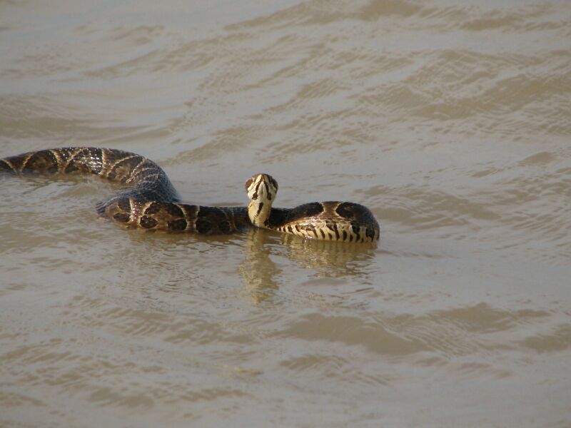 Yarara snake ~ Animals World