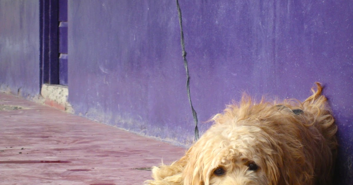 The Pet Museum: the lives times art and history of our pets: dogs in ...