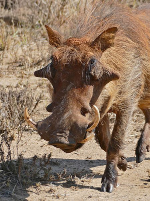 Synapsida: The Pig Family: Warthogs