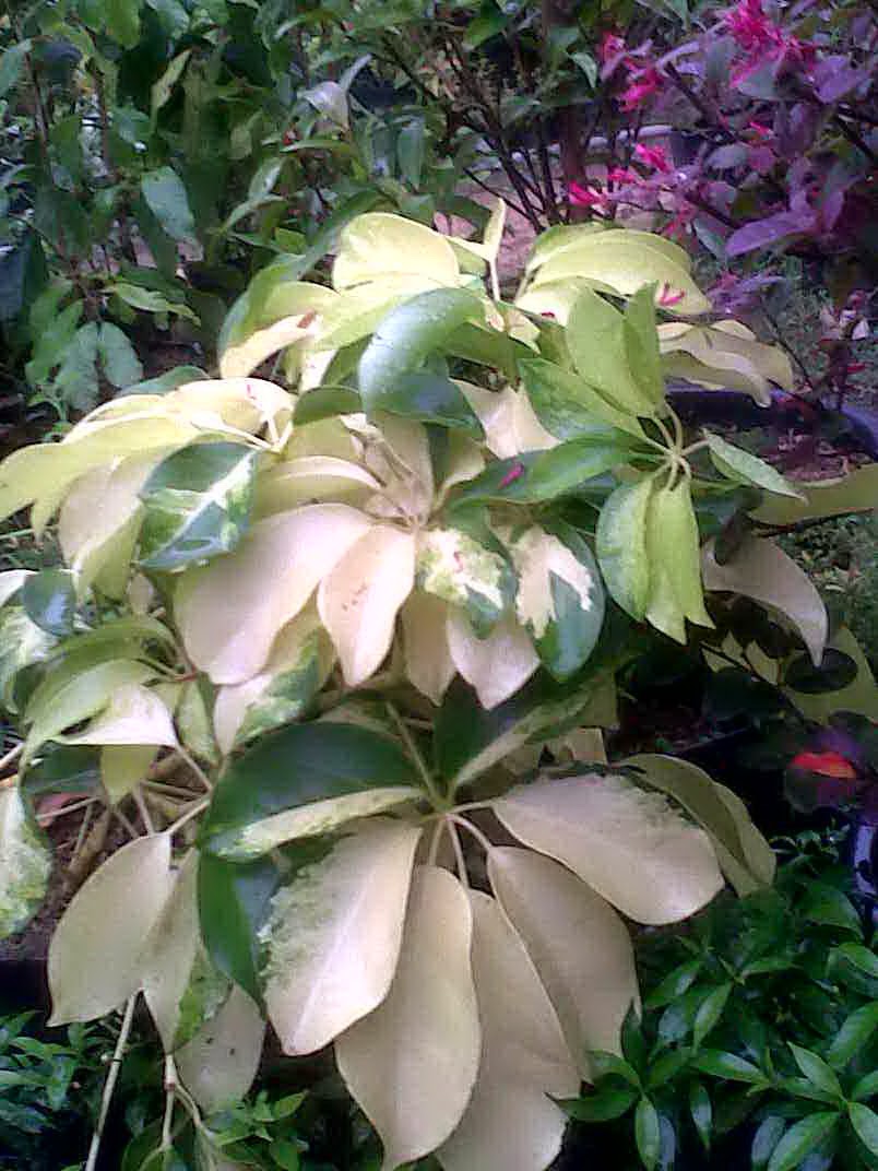 Bunga Wali Songo ~ Menjual Jenis: Bunga,Pohon,Buah