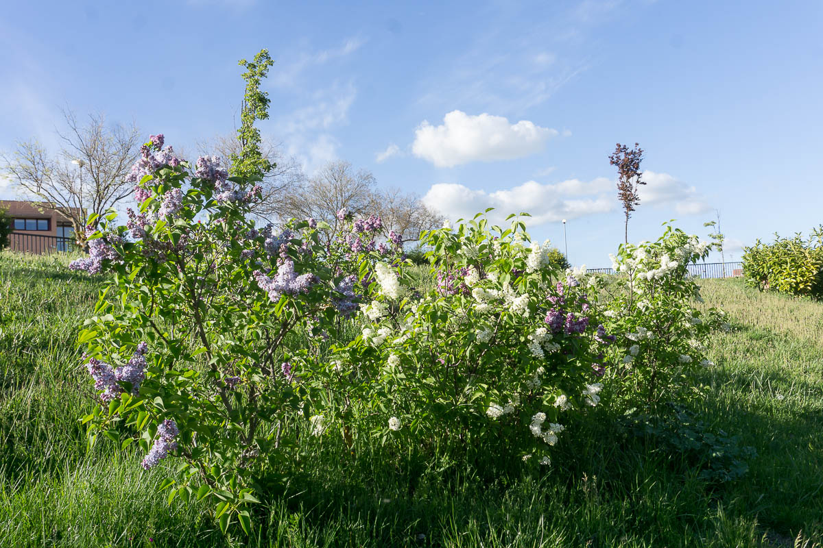 Plantas de Huerta Otea, Salamanca: Lilo, lila (Syringa vulgaris)