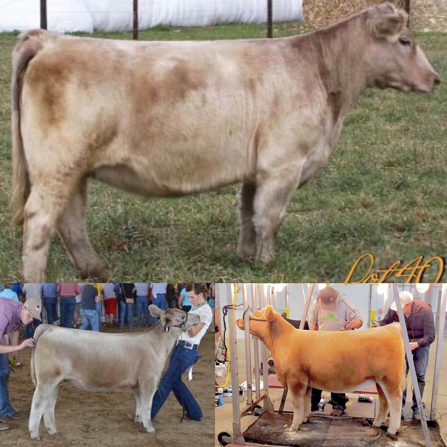 MITTAG Blog: COW FEATURE.....Oak