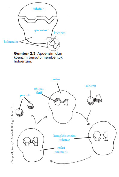 Komponen, Fungsi dan cara kerja Enzim Serta Komponen