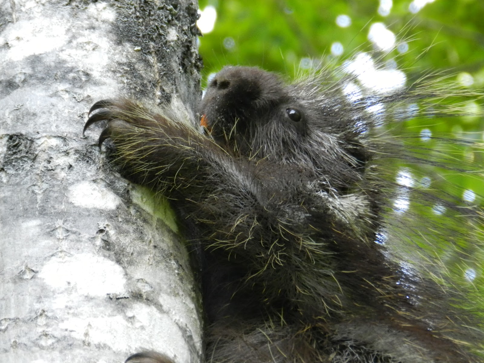 Nature in a Nutshell: Little Miss Quill-Piggy.