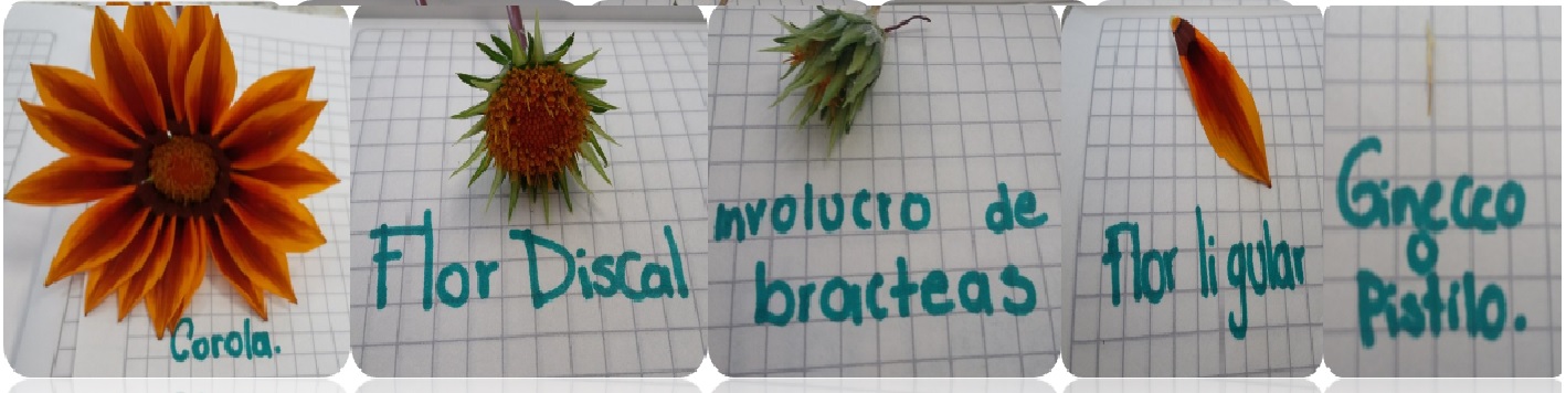 BIOLOGIA VEGETAL: abril 2017