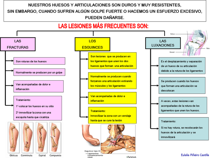 CIENCIAS: APARATO LOCOMOTOR