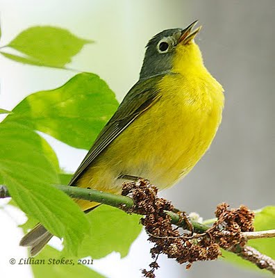 STOKES BIRDING BLOG: Rose-breasted Grosbeak and warblers are migrating!