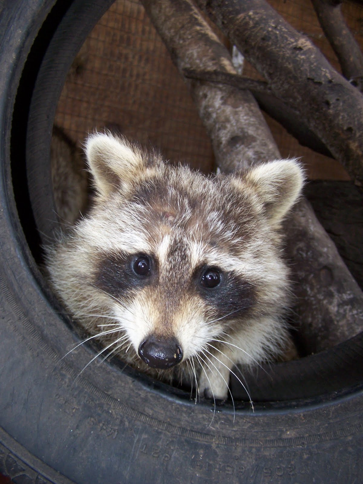 The Laughing Raccoon: Crazy weather & crazy coons!