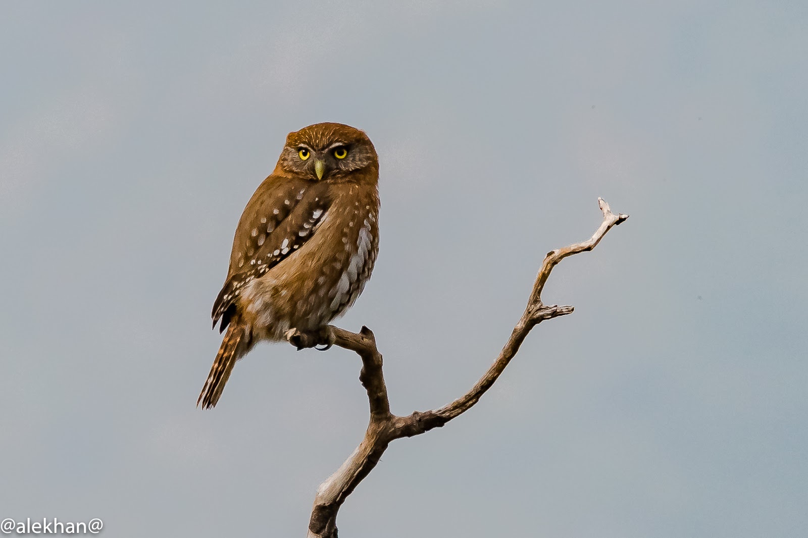 Pájaros, Pajarracos: Chuncho
