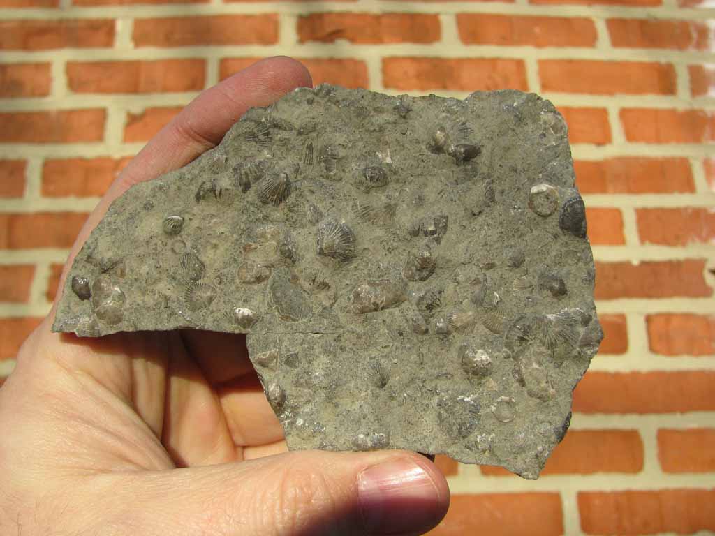 Views of the Mahantango: Dalmanella brachiopod from the Verulam Fm.