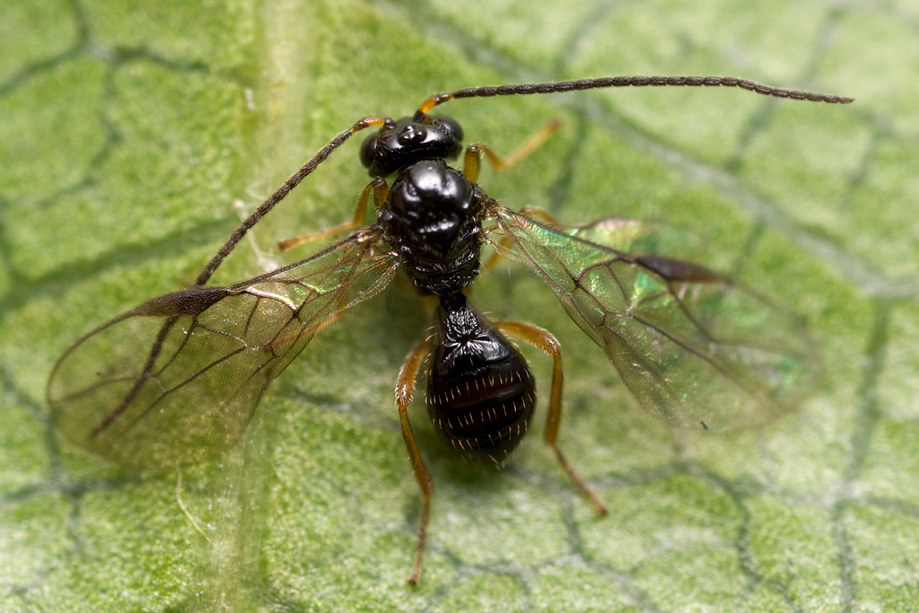 ムシをデザインしたのはダレ？: ツヤコマユバチ亜科 Opius sp.