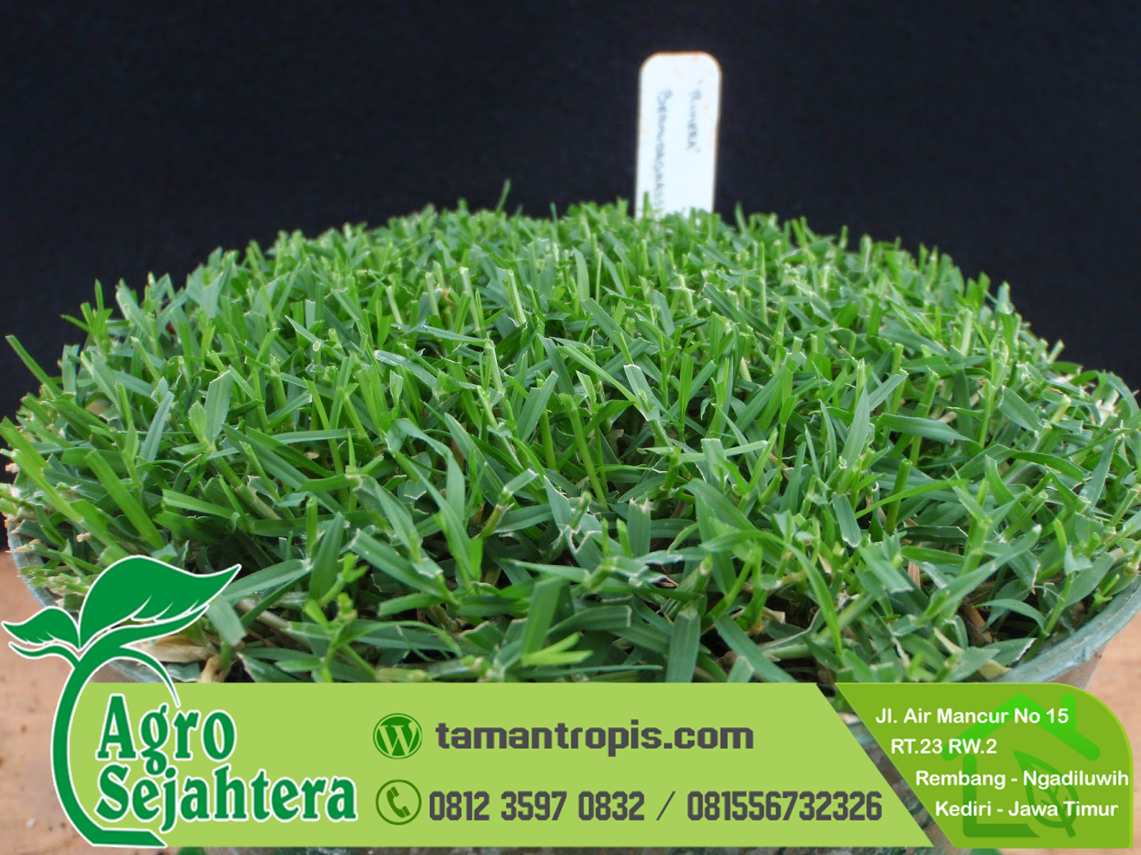 Jual Rumput Di Surabaya