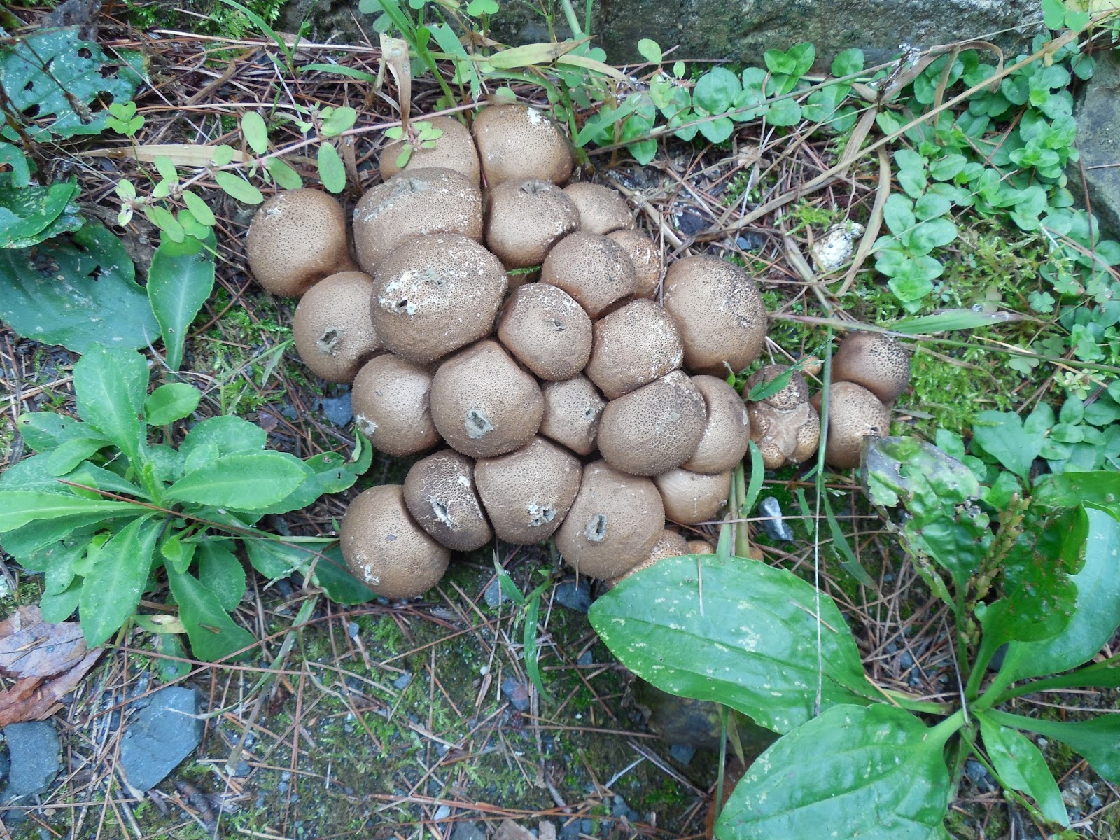 Share it! Science : See it? Share it! Beautiful Bird's Nest Fungus