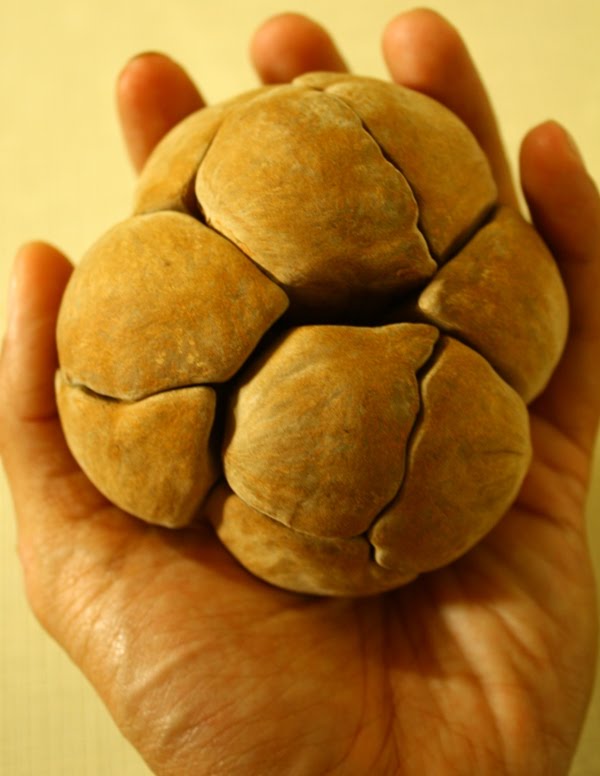 Should we ban or allow kayaking in mangroves?