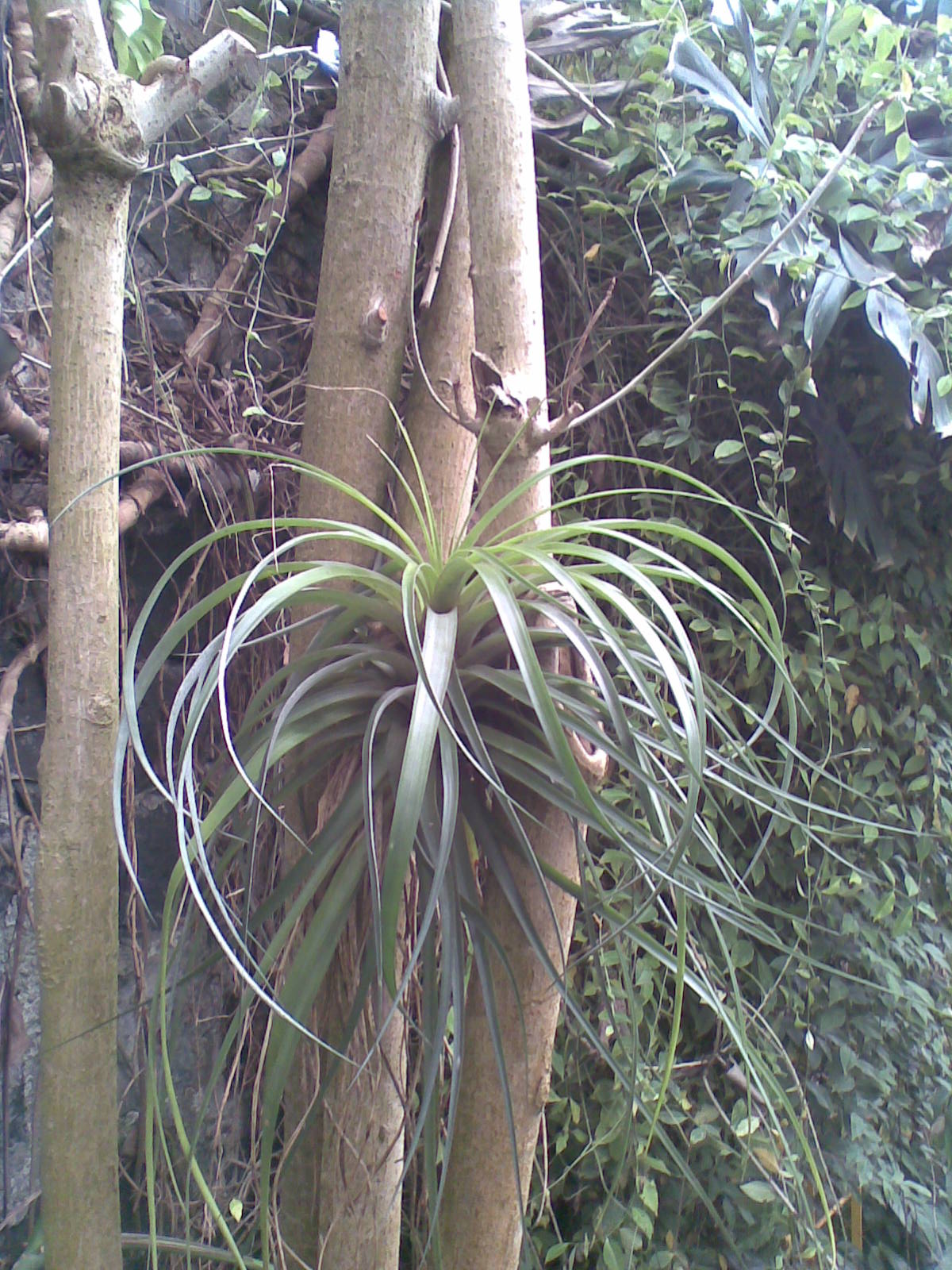 growing tillandsias: Las tillandsias y sus curiosidades.