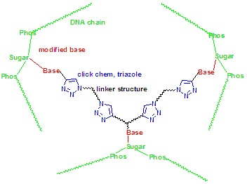 Click Chemistry: Branched Y-Shaped DNA by Click Chemistry