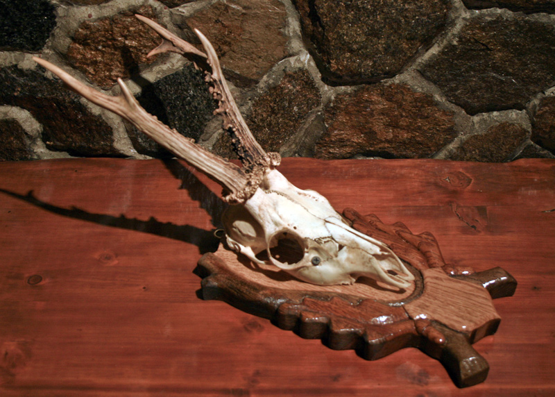 panoplii de vanatoare: trofee de vanatoare, coarne