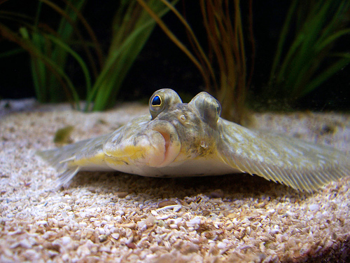 Ikan Flatfish Dalchaebi