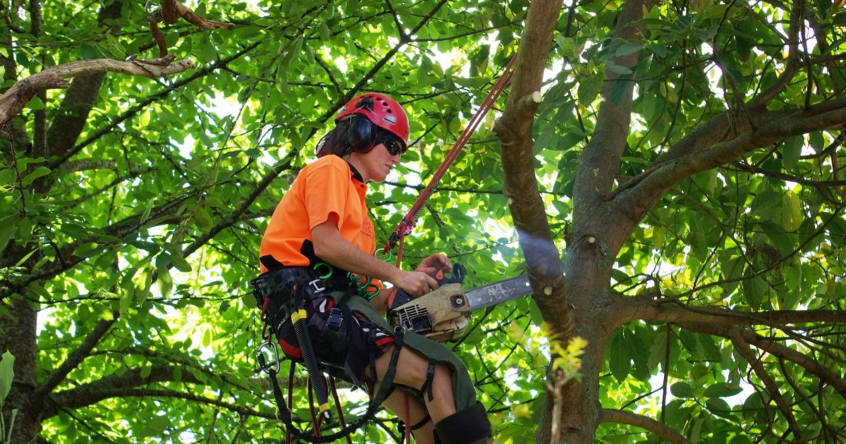 Life in English: Arboristina Australiassa - puut ja metsät, katoava luonnonvara?