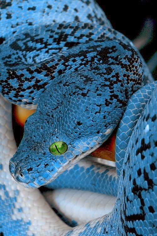 Las Fotos Mas Alucinantes: boa azul