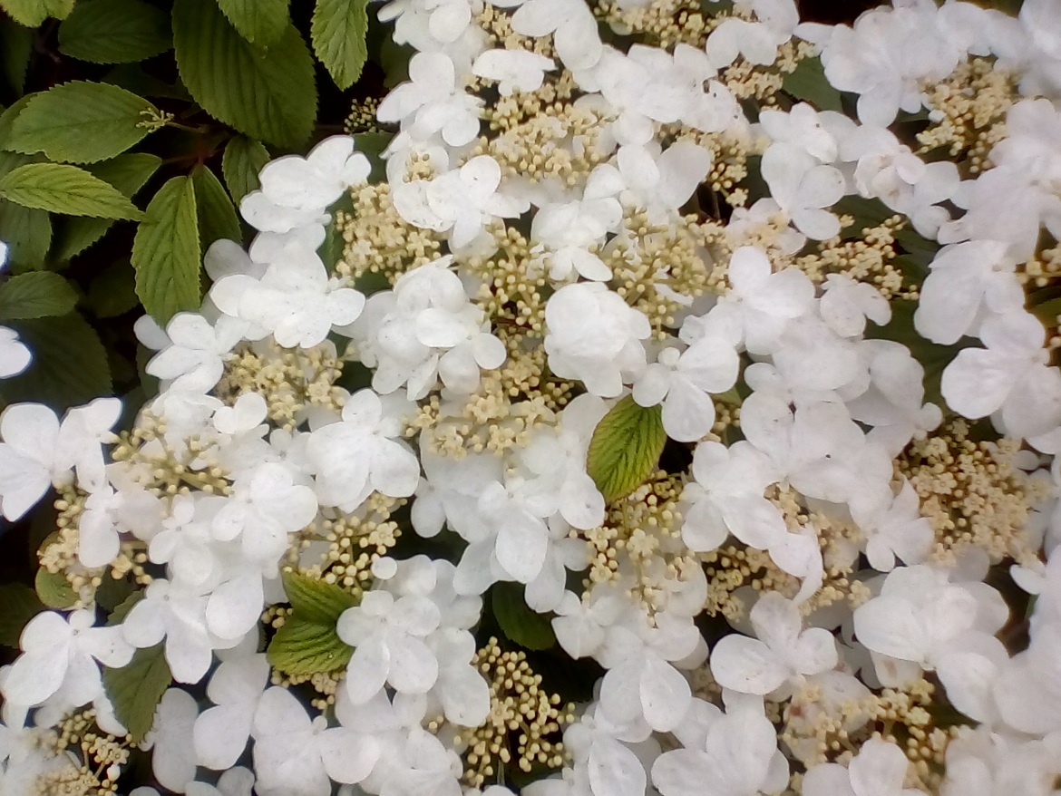 Legendele florilor: O legenda cu flori albe