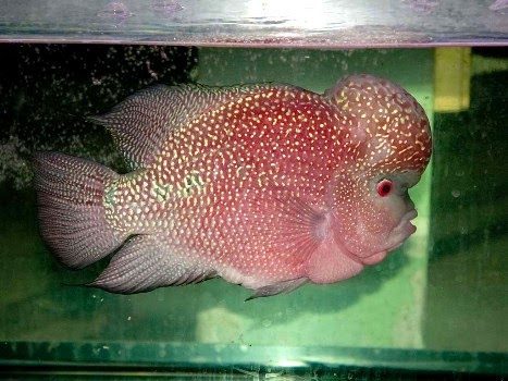 Hua Luo Han Flowerhorn Fish | TROPICAL FISH