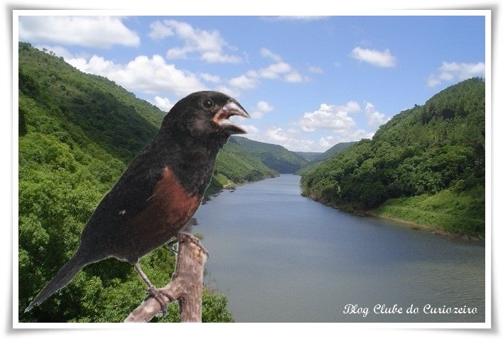 CURIOZEIROS: *** Curió Canto Clássico - O canto que encanta quem ouve ...