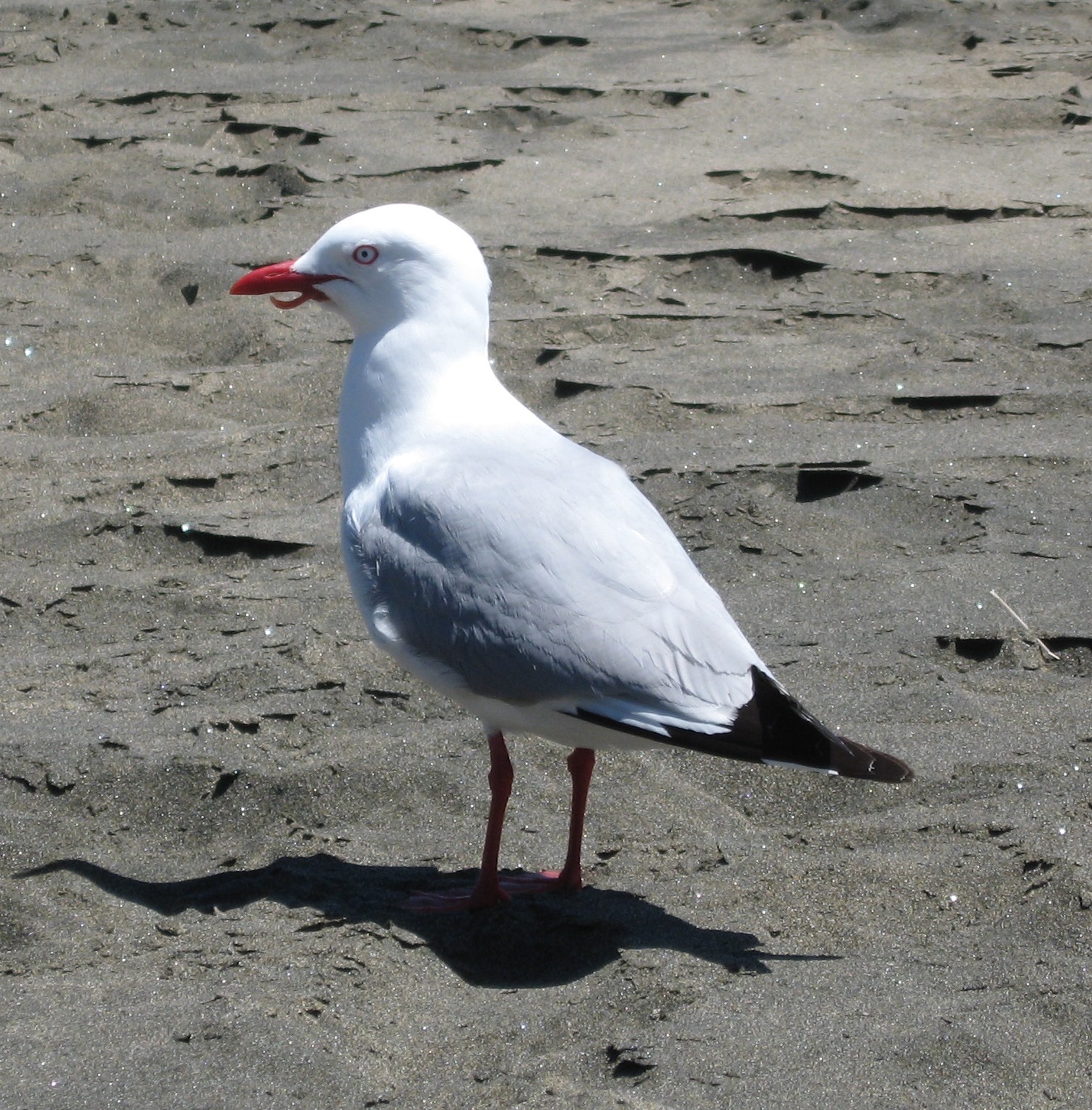 Birds: New Zealand Birds