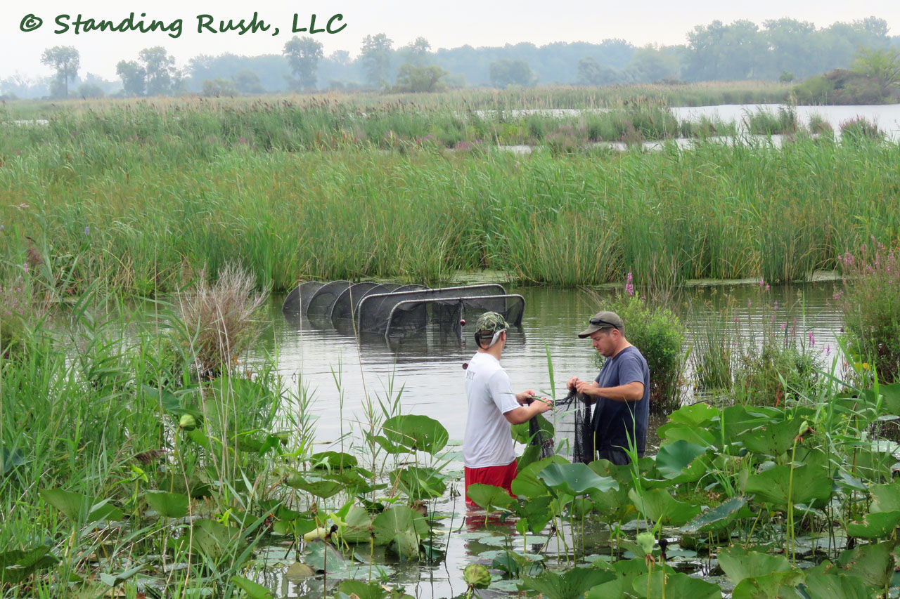 Moment in the Marsh: Pre-Construction Fish Sampling