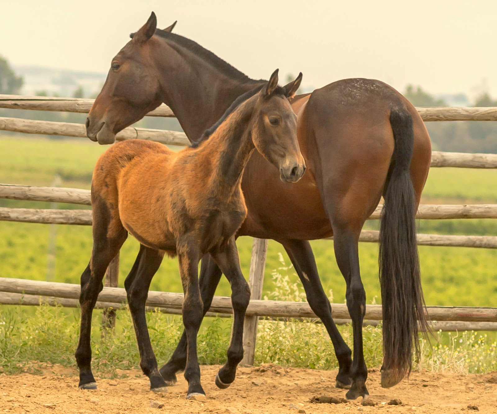 CABALLOS DE REMONDO: YEGUAS.