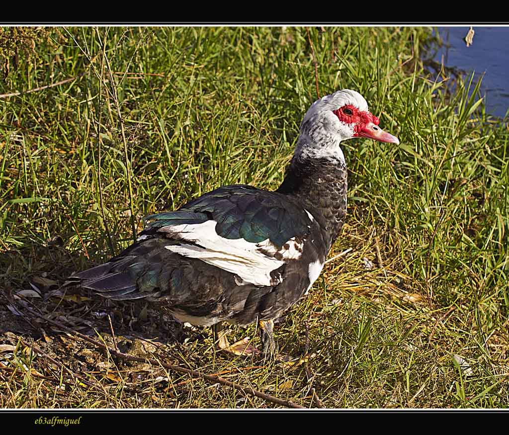 MIS AMIGAS LAS AVES: El pato criollo, pato mudo o pato almizclado ...