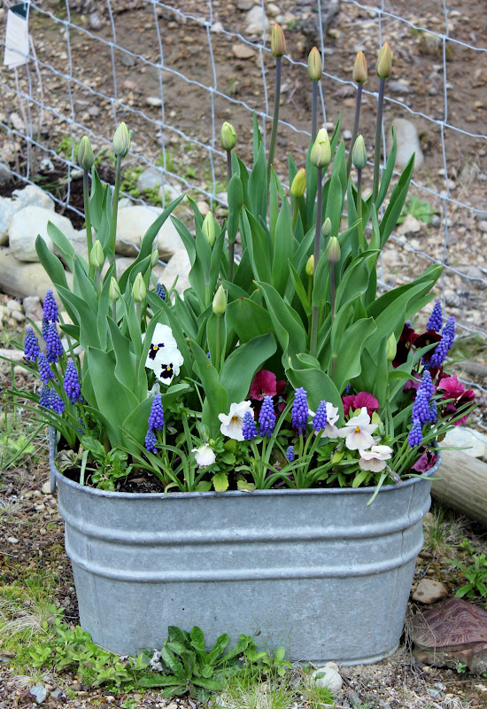 Springing Forth With Bulbs