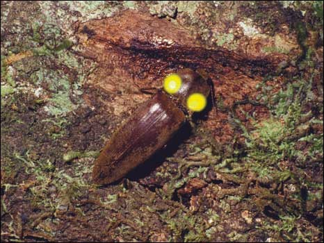 Animais: "Insetos mais surpreendentes..."