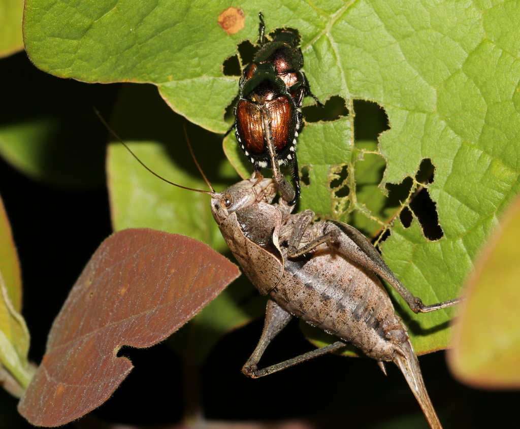 Listening in Nature: The Predatory Katydid