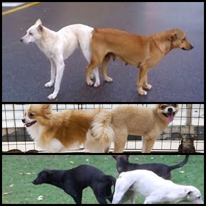 ¿ Porque los perros se quedan pegados ? - Todos Los Animales Del Mundo