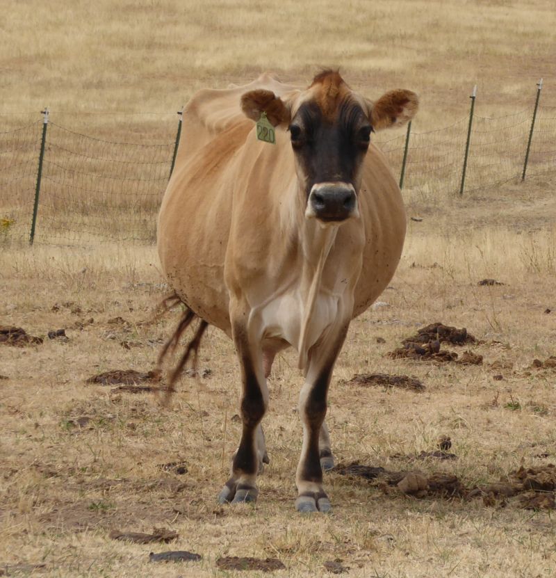 Rural Revolution: Cattle roundup