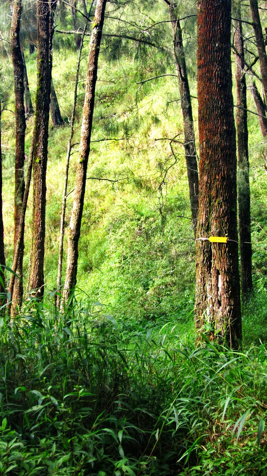pRopaNe_AdvenTure: Trip to Ijen Crater and 3 summits of Mt. Argopuro ...