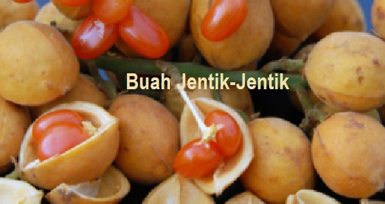 Anim Agro Technology: BUAH JETIK-JENTIK - KENALI DIA